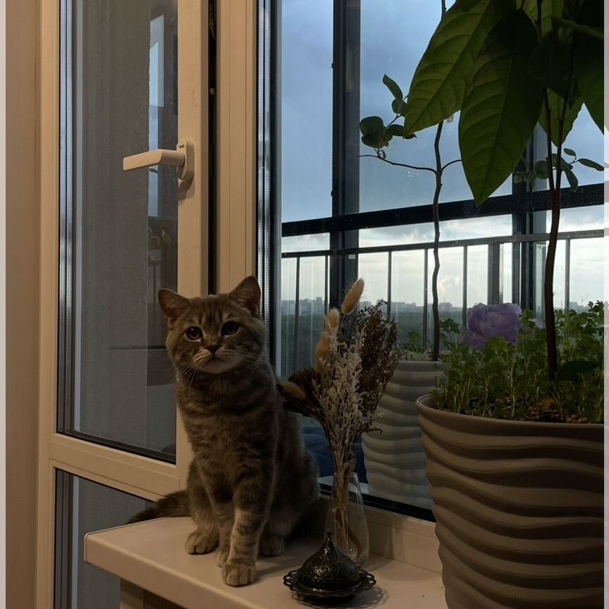 Шотландский прямоухий кот