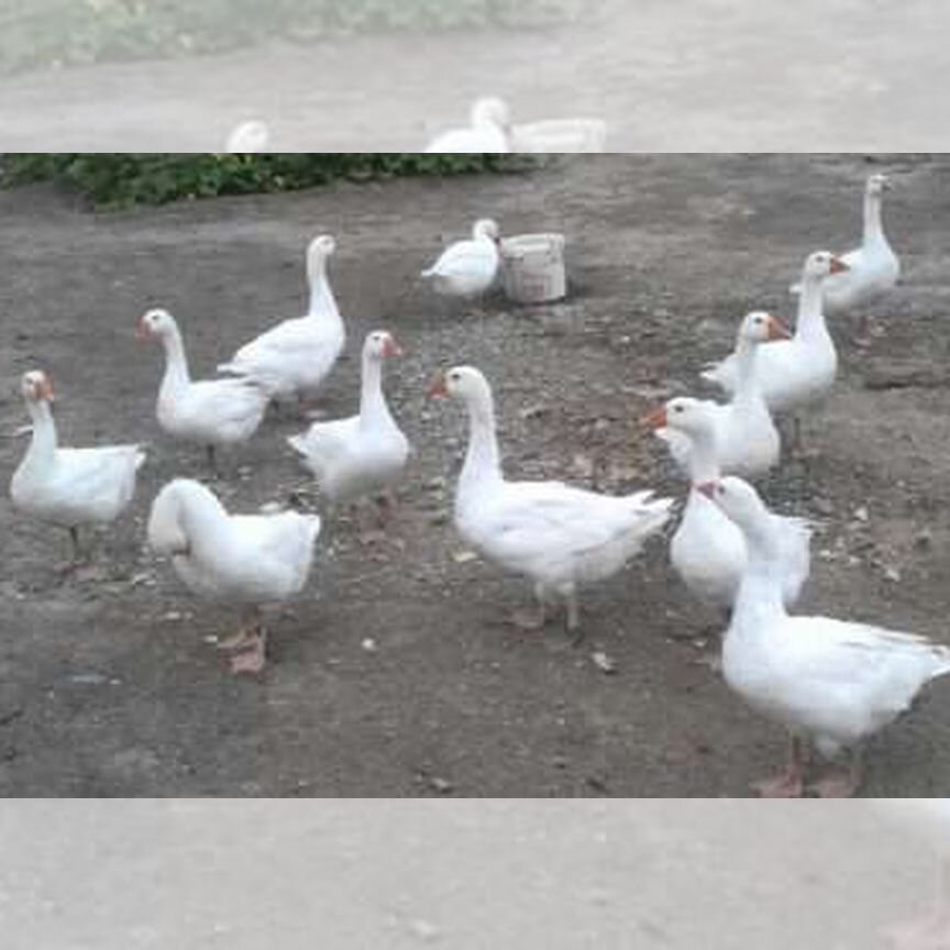Гуси молодки