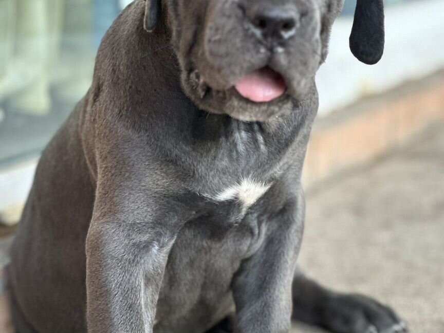 Щенки кане Корсо