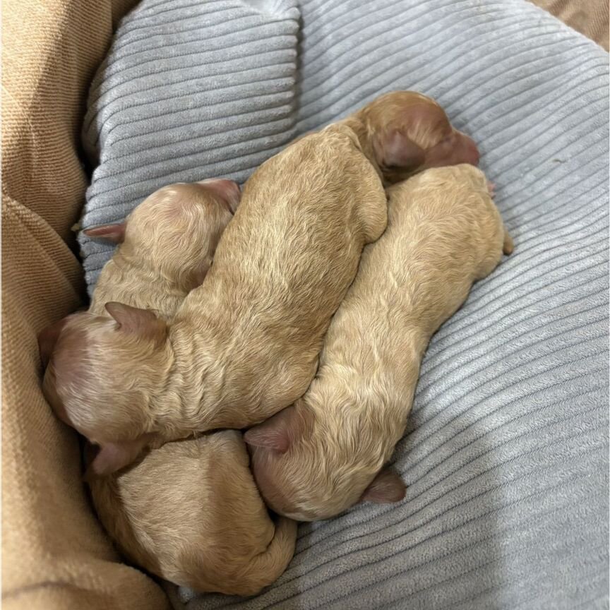 Карликовый пудель, щенок