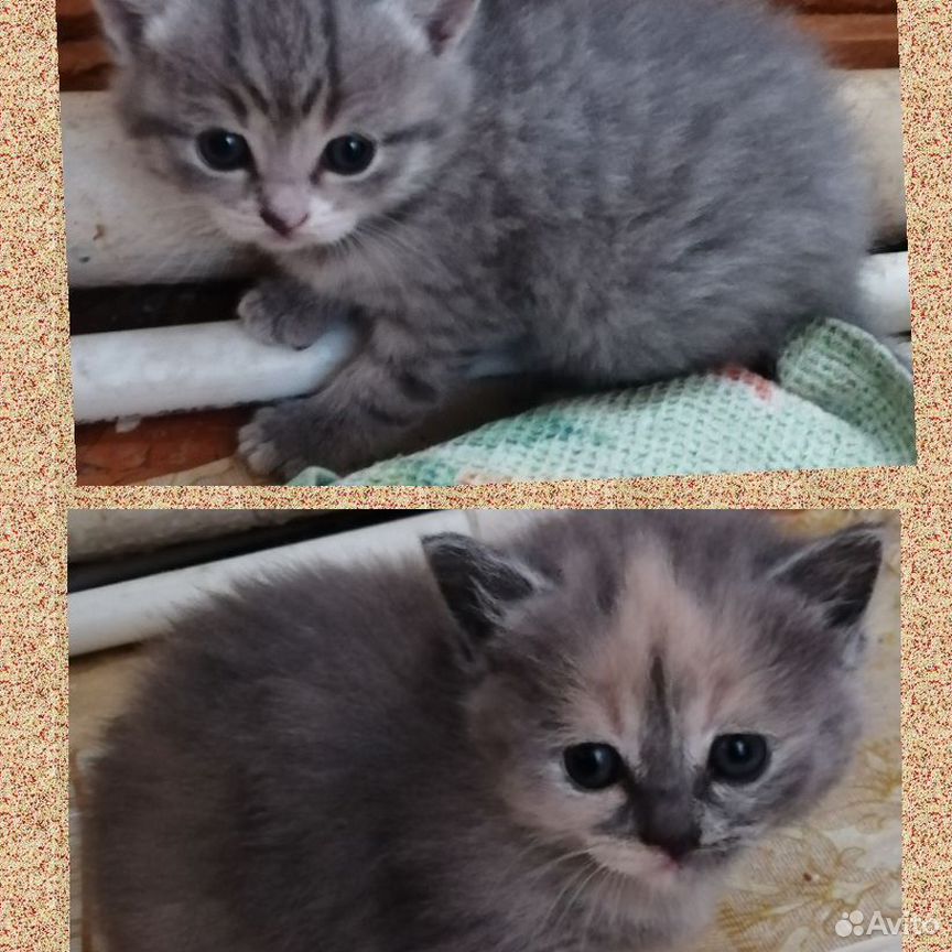 Котята Шотландиской кошечки