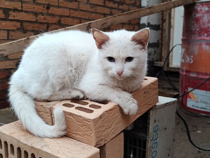 Белый голубоглазый кот