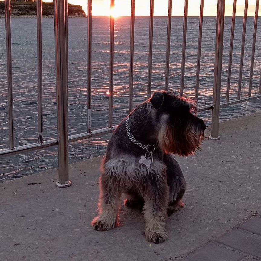 Цвергшнауцер вязка