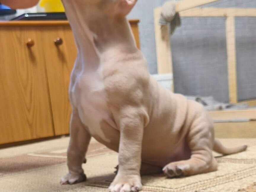 Мальчик булли