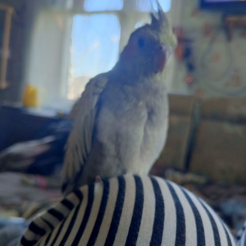 Попугаи корелла