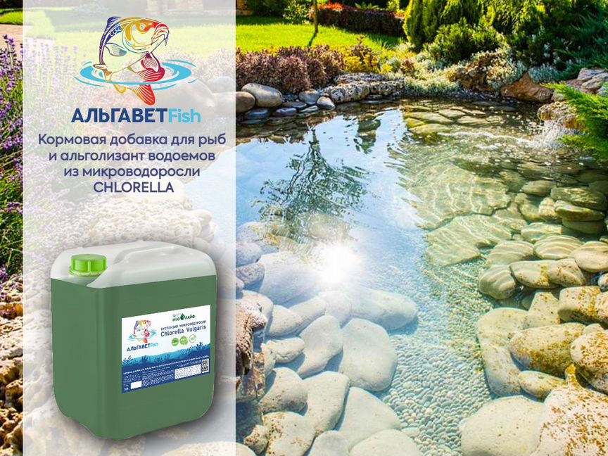 Живая хлорелла - Альгавет Fish, канистра 10 л