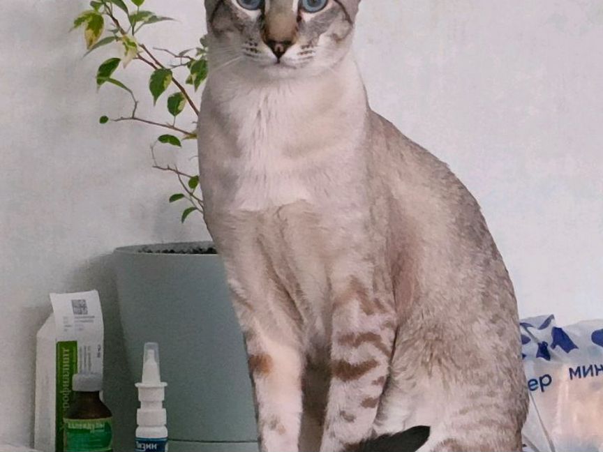 Ориентальный кот вязка