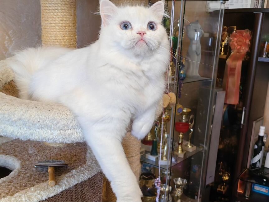 Кошка