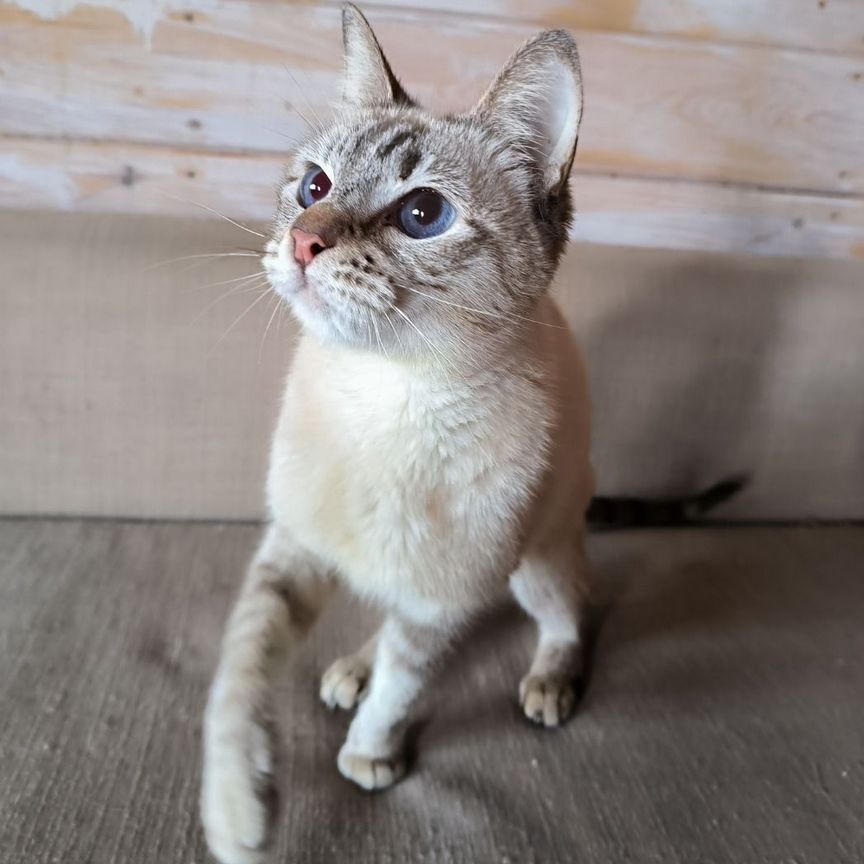 Котик тайский