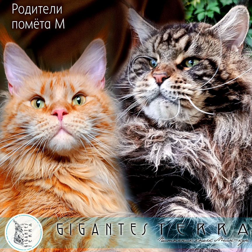 Котята мейн кун