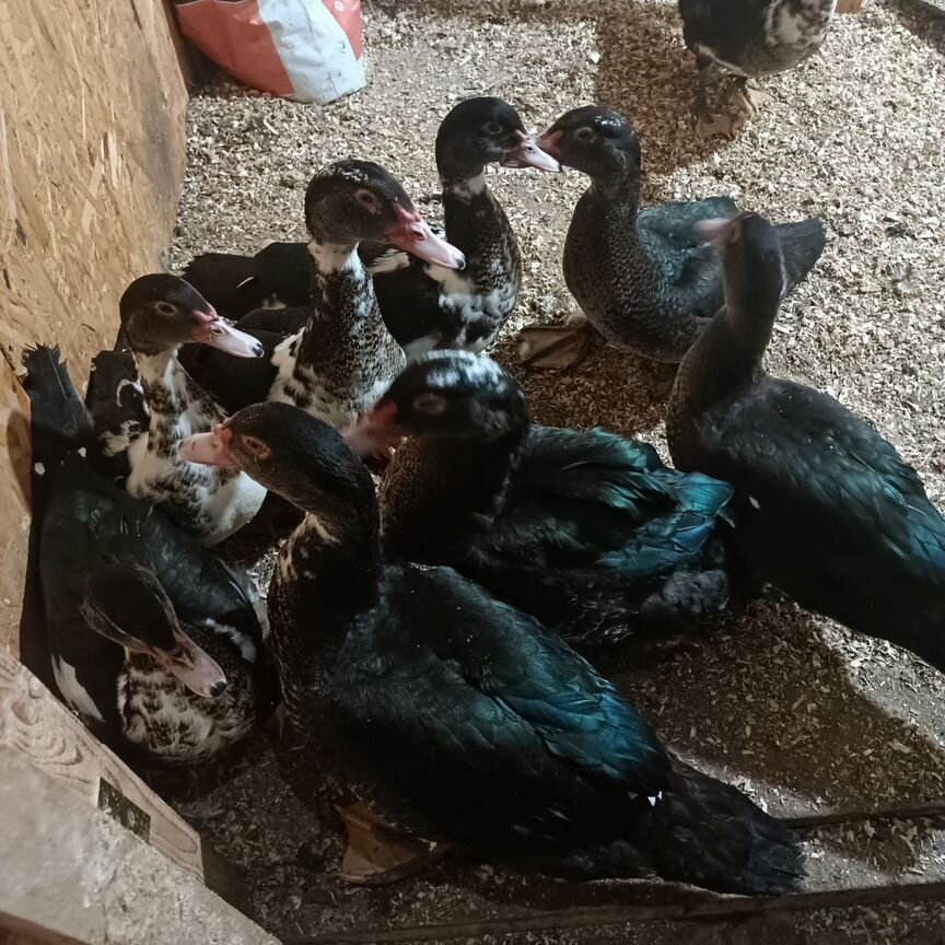 Мускусные утки