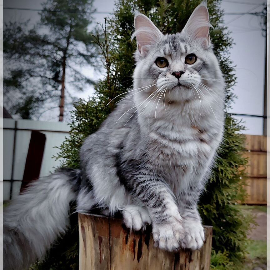 Мейн-кун кошка серебро