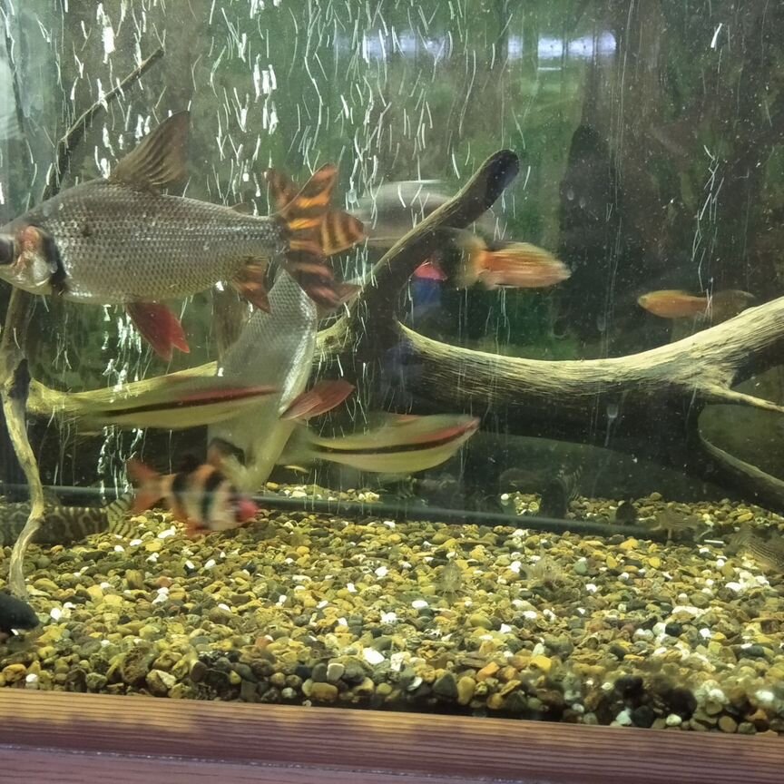 Аквариумные рыбки