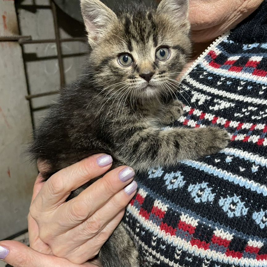 Котенок-тигренок 1,5 мес мальчик