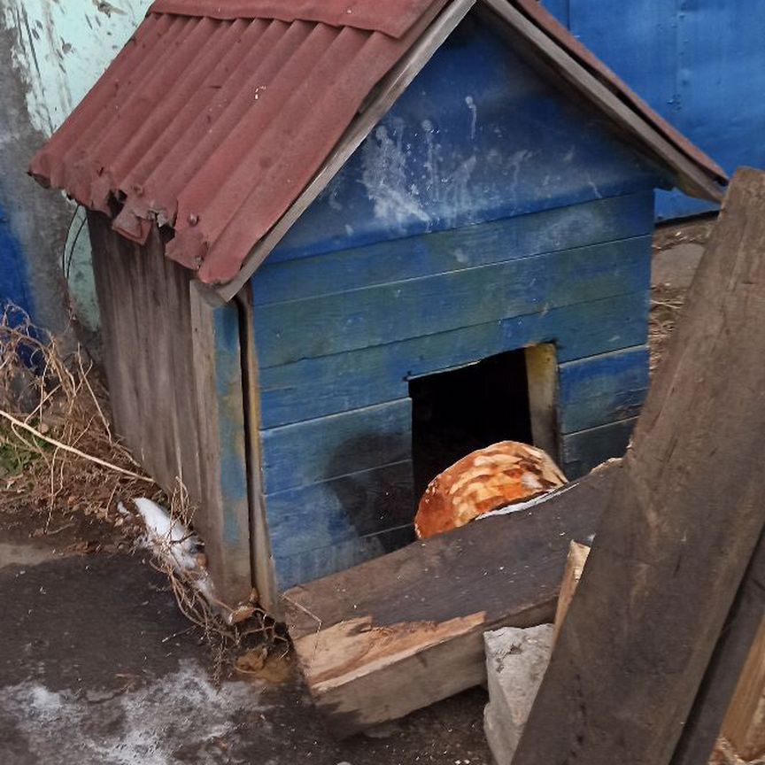 Конура для собаки