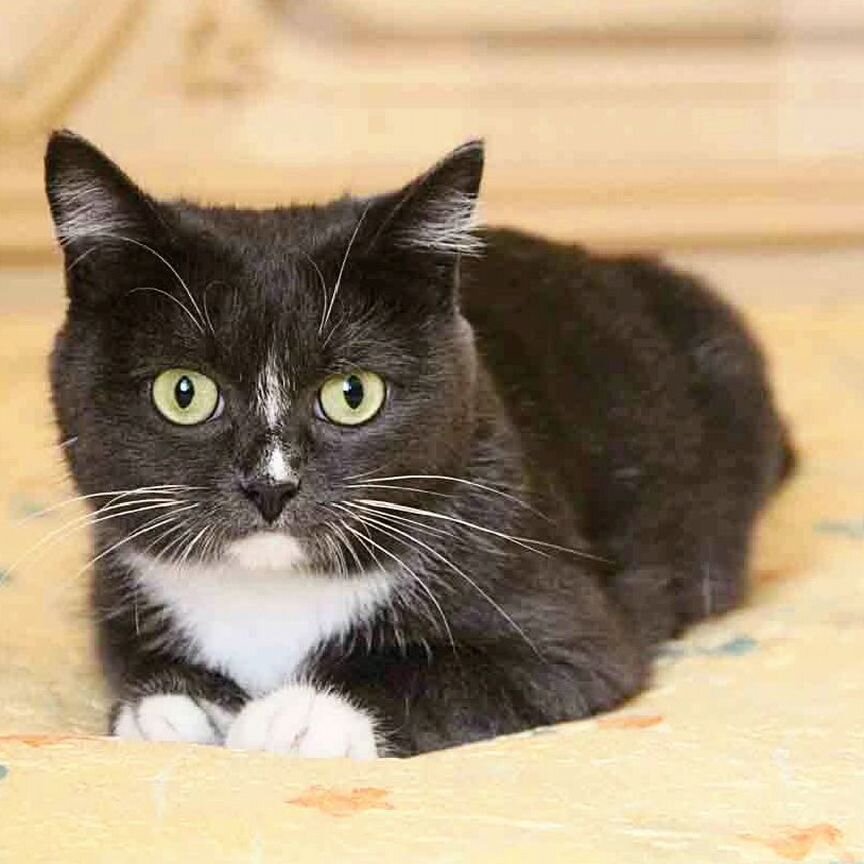 Кошка 1,5 года стерилизована