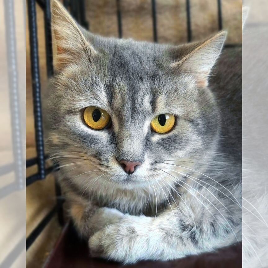 Европейская короткошёрстная кошка, взрослая