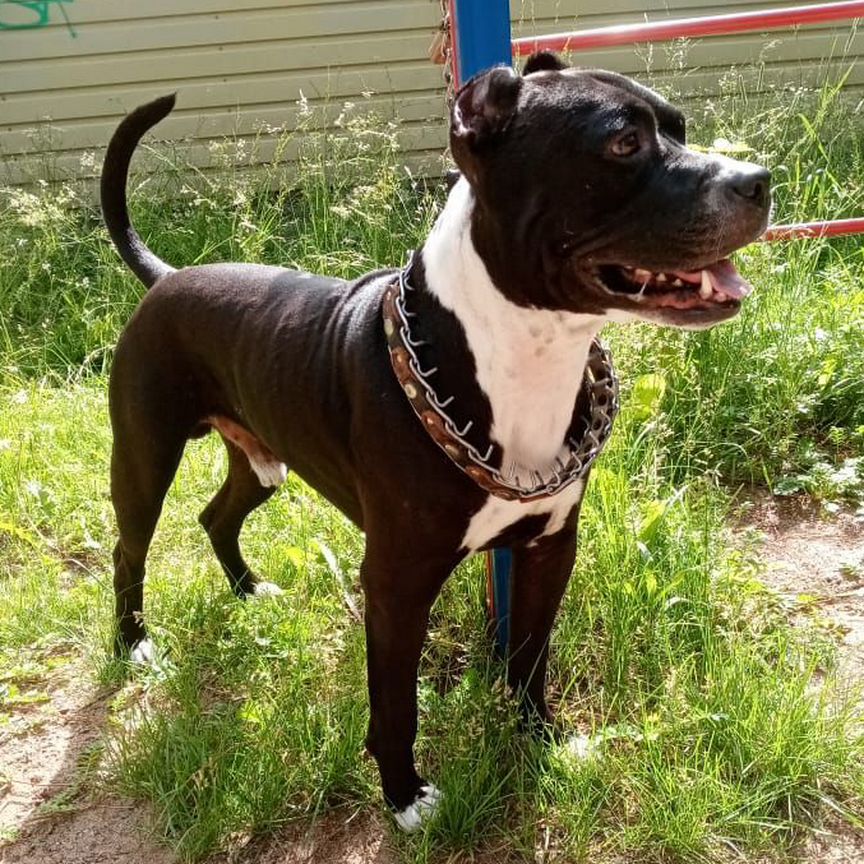 Американский питбультерьер, взрослый пёс
