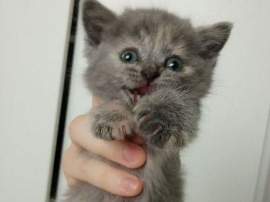 Британский котенок