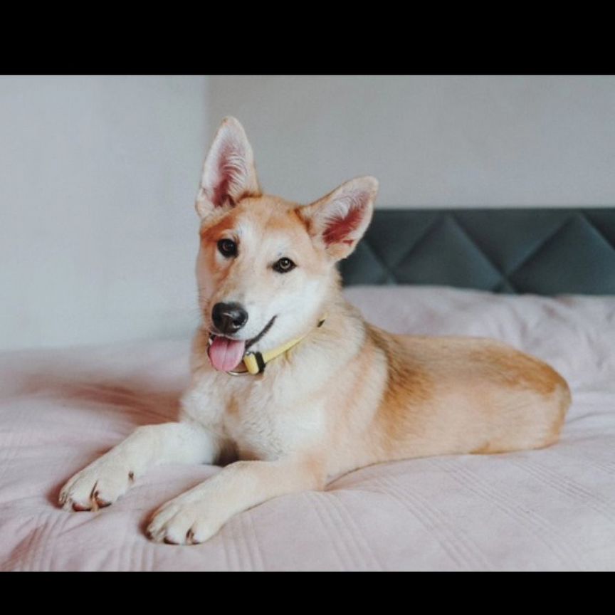 Умный щенок-девочка