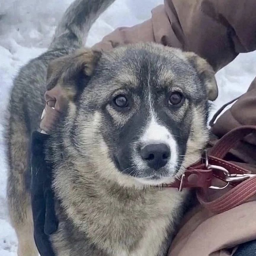 Взрослая собака в добрые руки