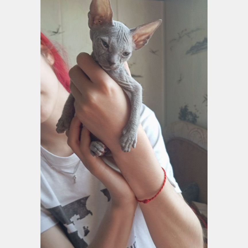 Котята сфинкс