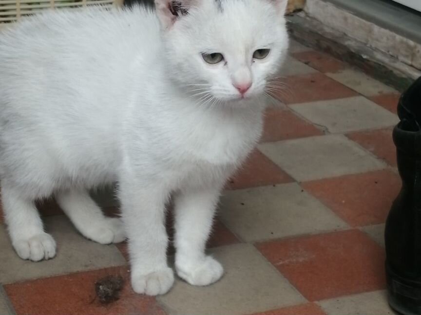 Отдам белого котенка в добрые руки