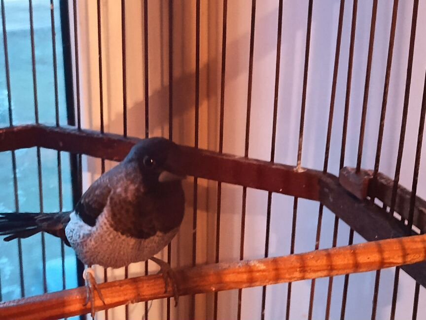 Японские амадины