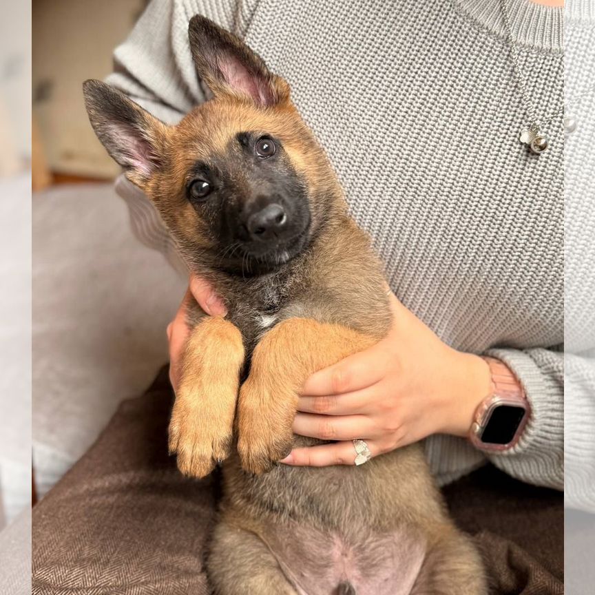 Щенок в добрые руки