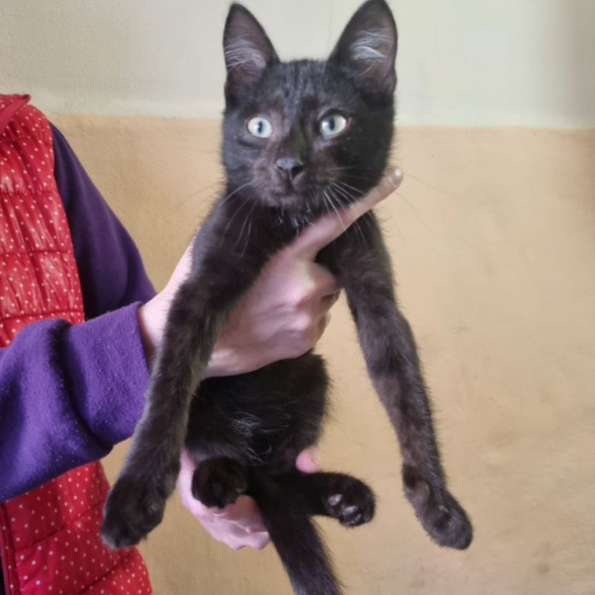 Котёнок Уголёк