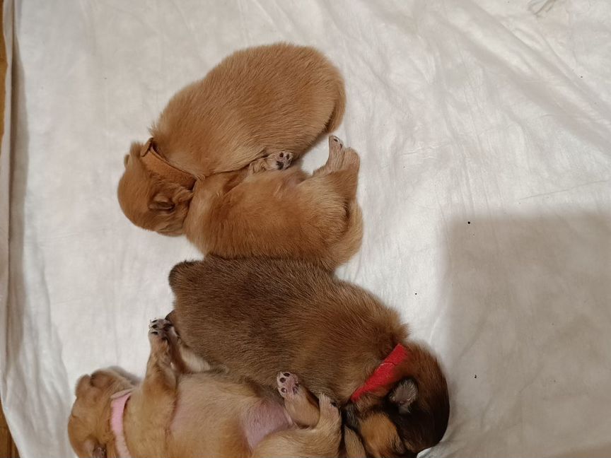 Щенки померанского шпица бронь