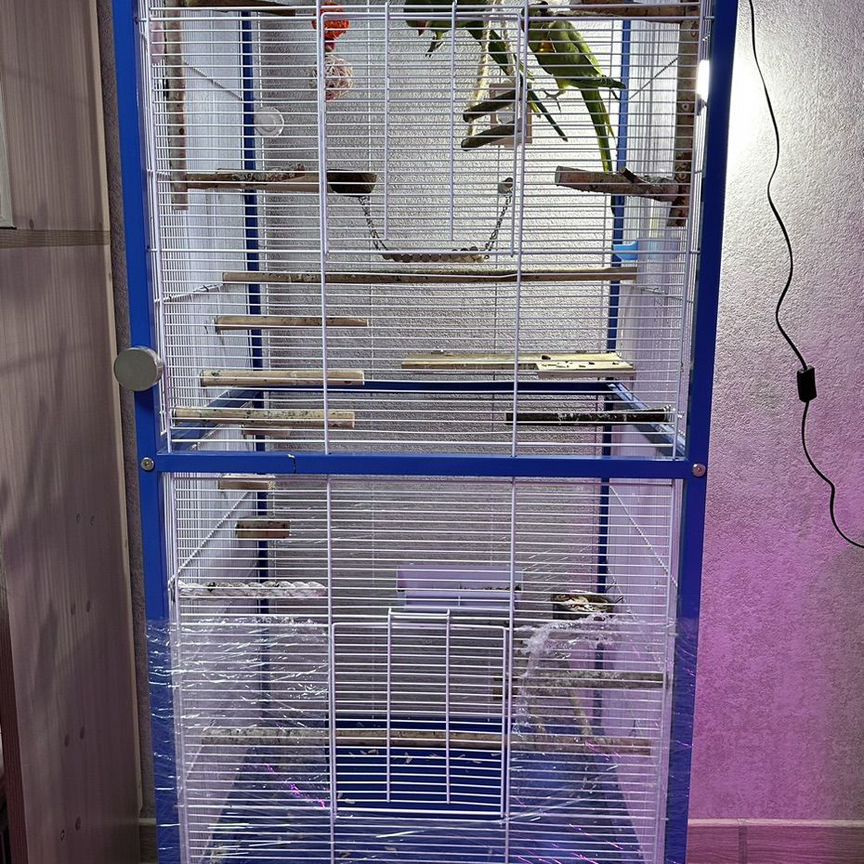 Ожереловые попугаи самцы