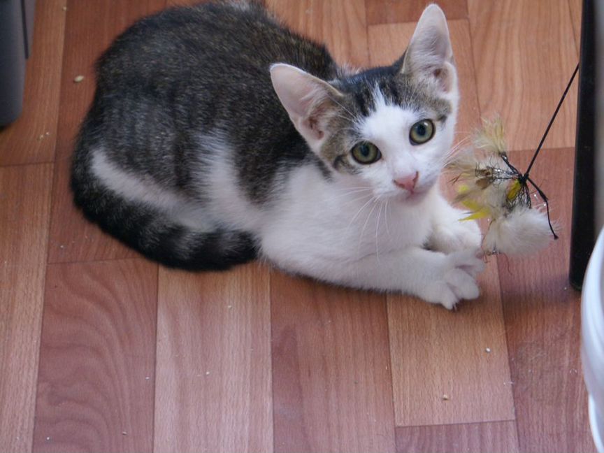 Котёнок крысолов из монастыря