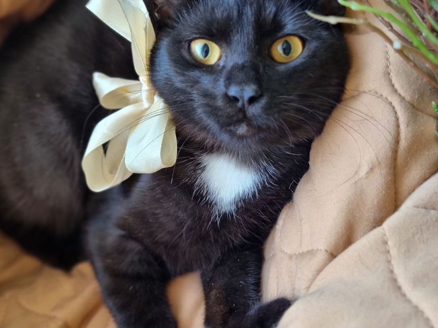 Котенок черные Честер
