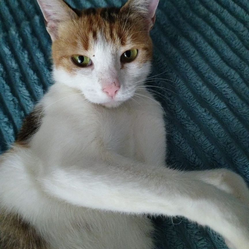 Абхазская трехцветка