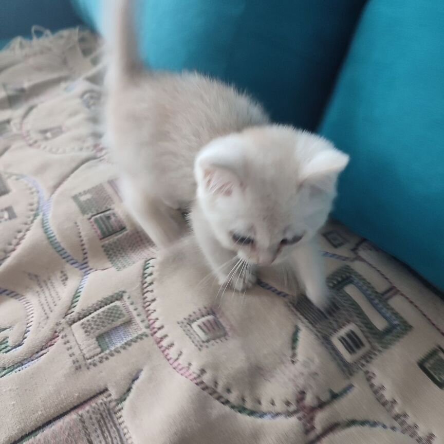 Котенок