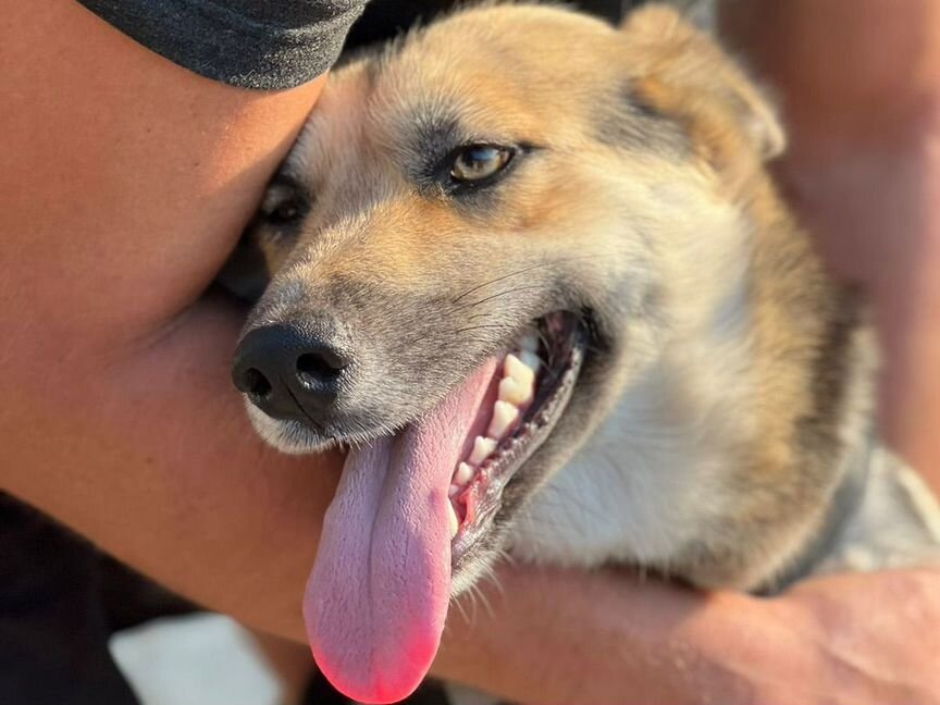 Метиска хаски ищет дом