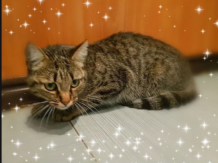 Кот в добрые руки