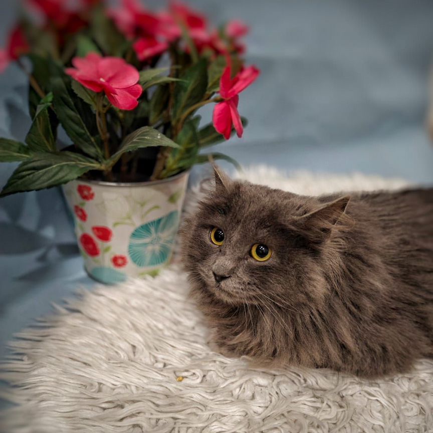 Кошка бесплатно в добрые руки