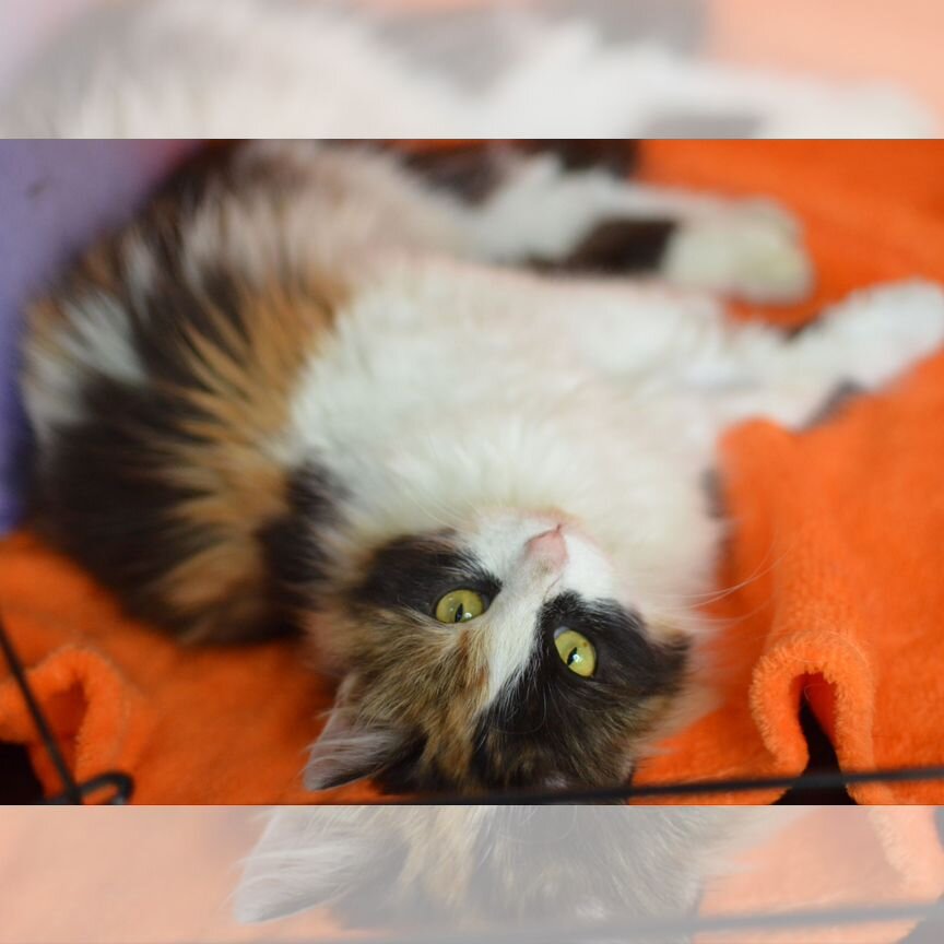 Сибирский котёнок