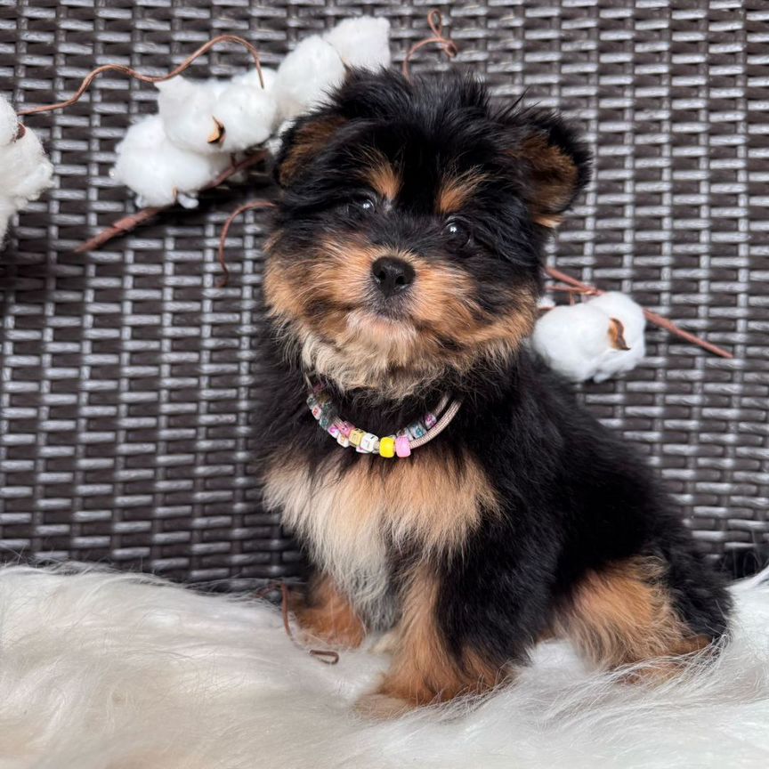 Teddy pomapoo