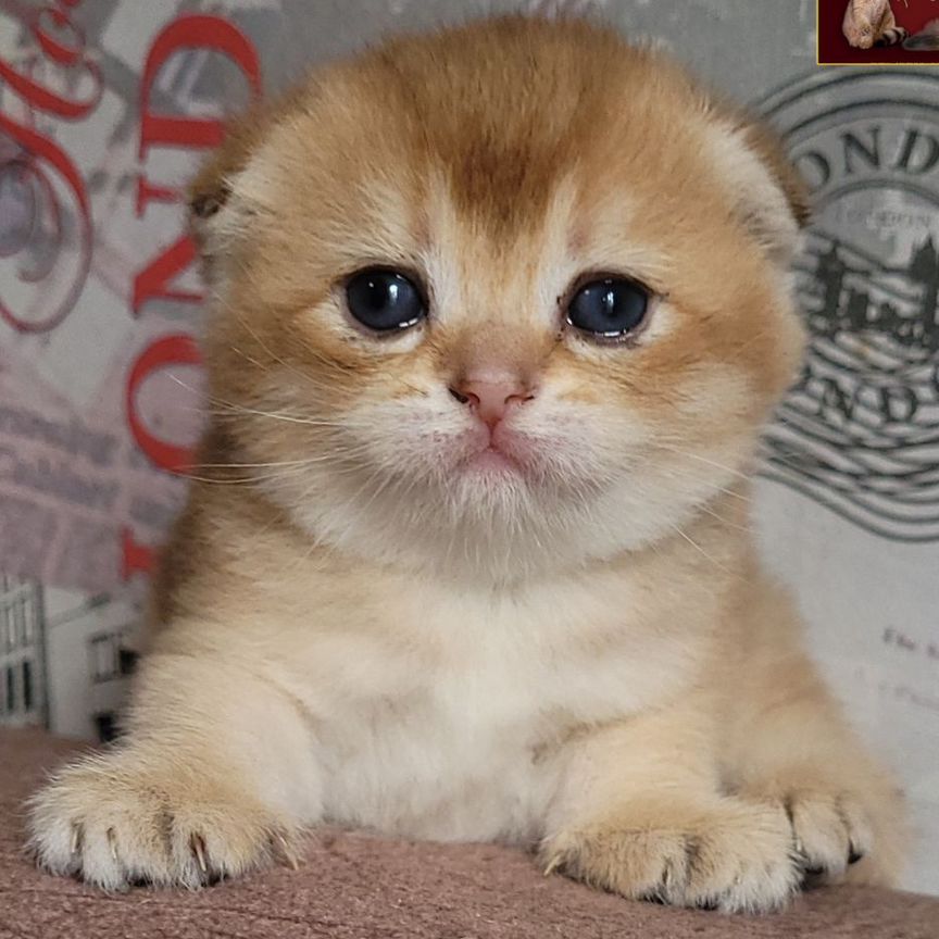 Шотландские котята