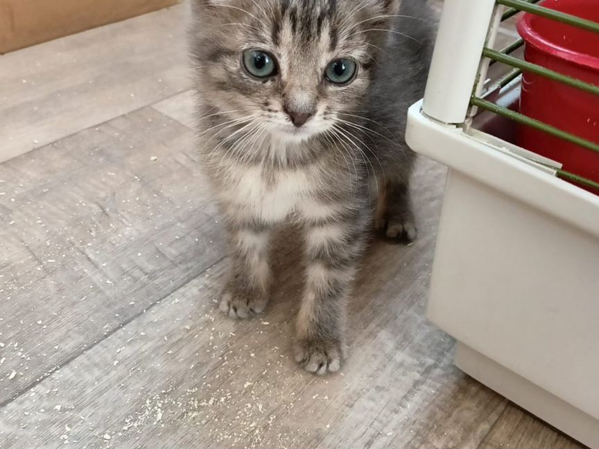 Котенок Ксения в добрые руки