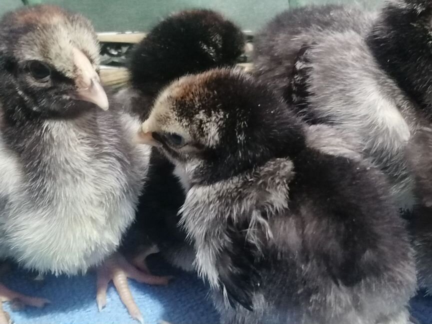 Цыплята кур Виандот серебро