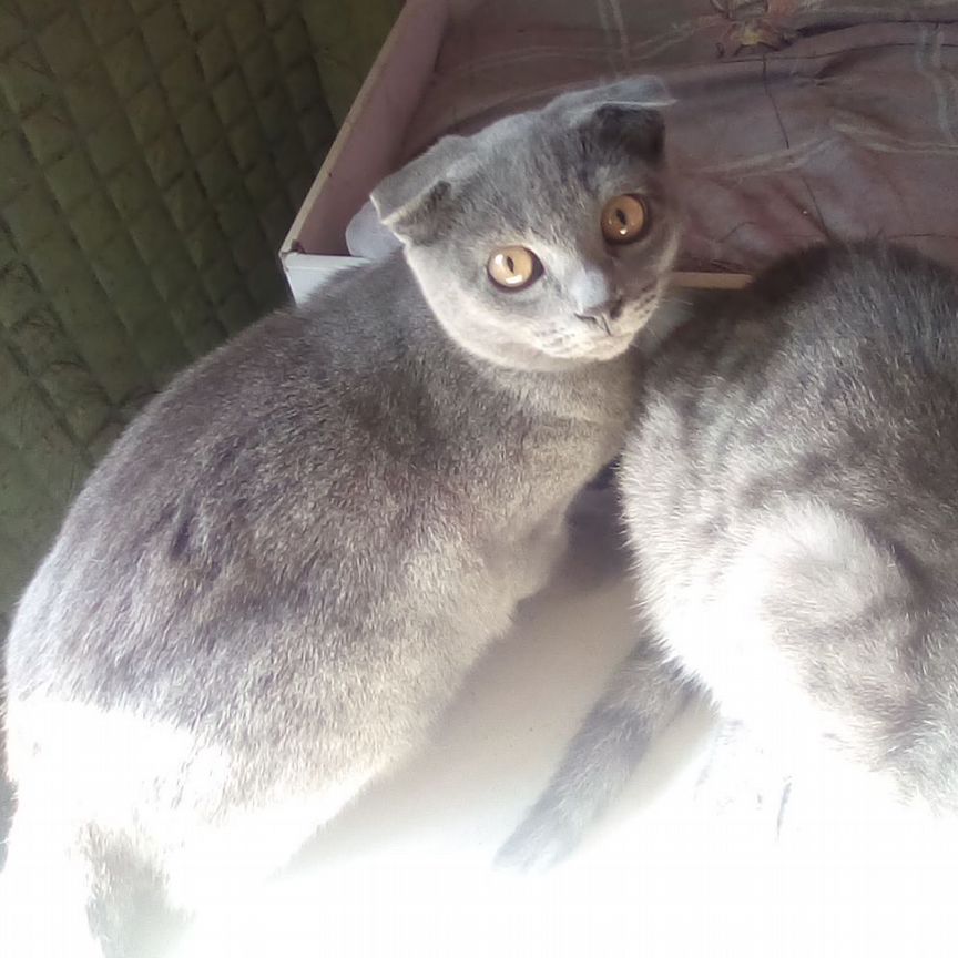 Кошечка британка