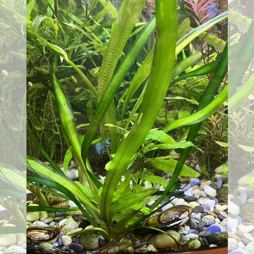 Аквариумные растения прополка