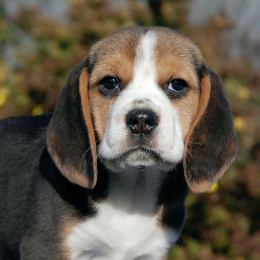 Щенки бигль