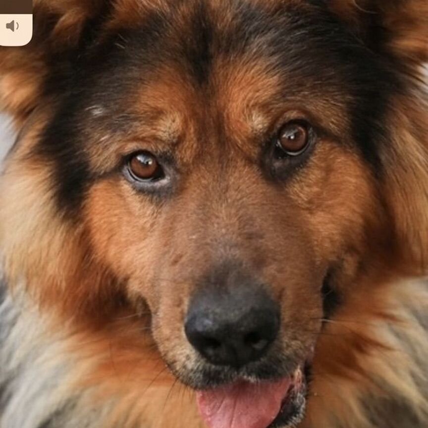 Немецкая овчарка