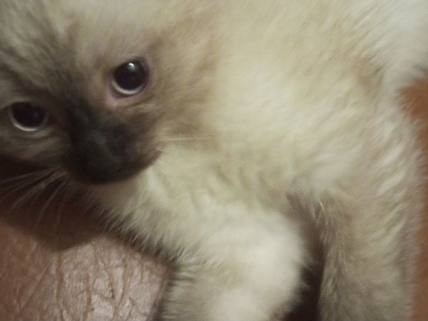 Сиамская кошечка