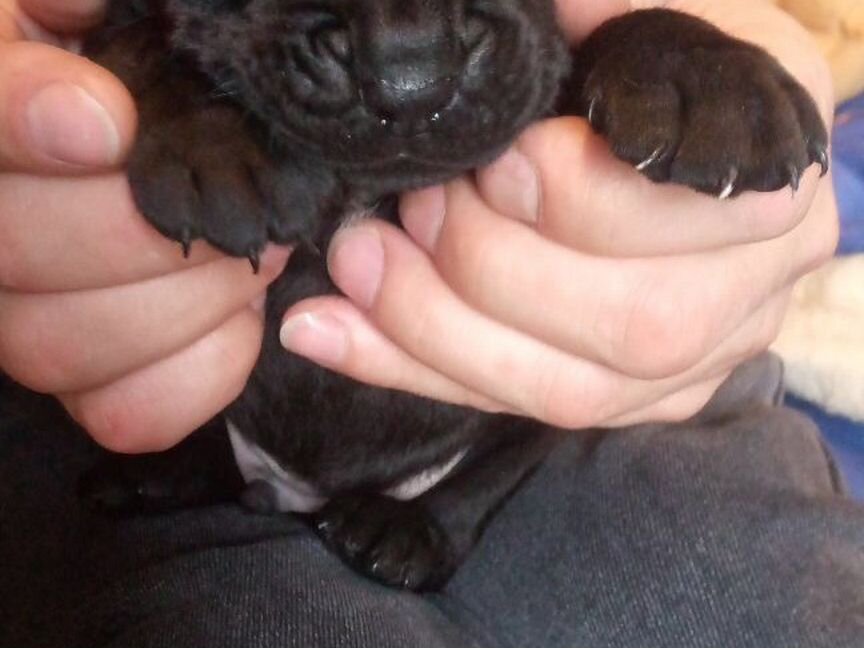 Щенки кане корсо